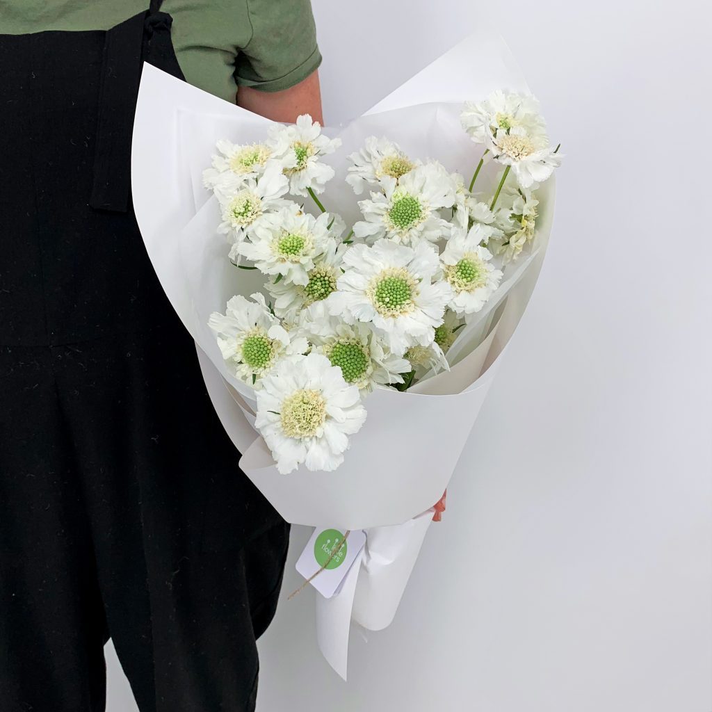 White Scabiosa | Delivered In Sydney By Little Flowers