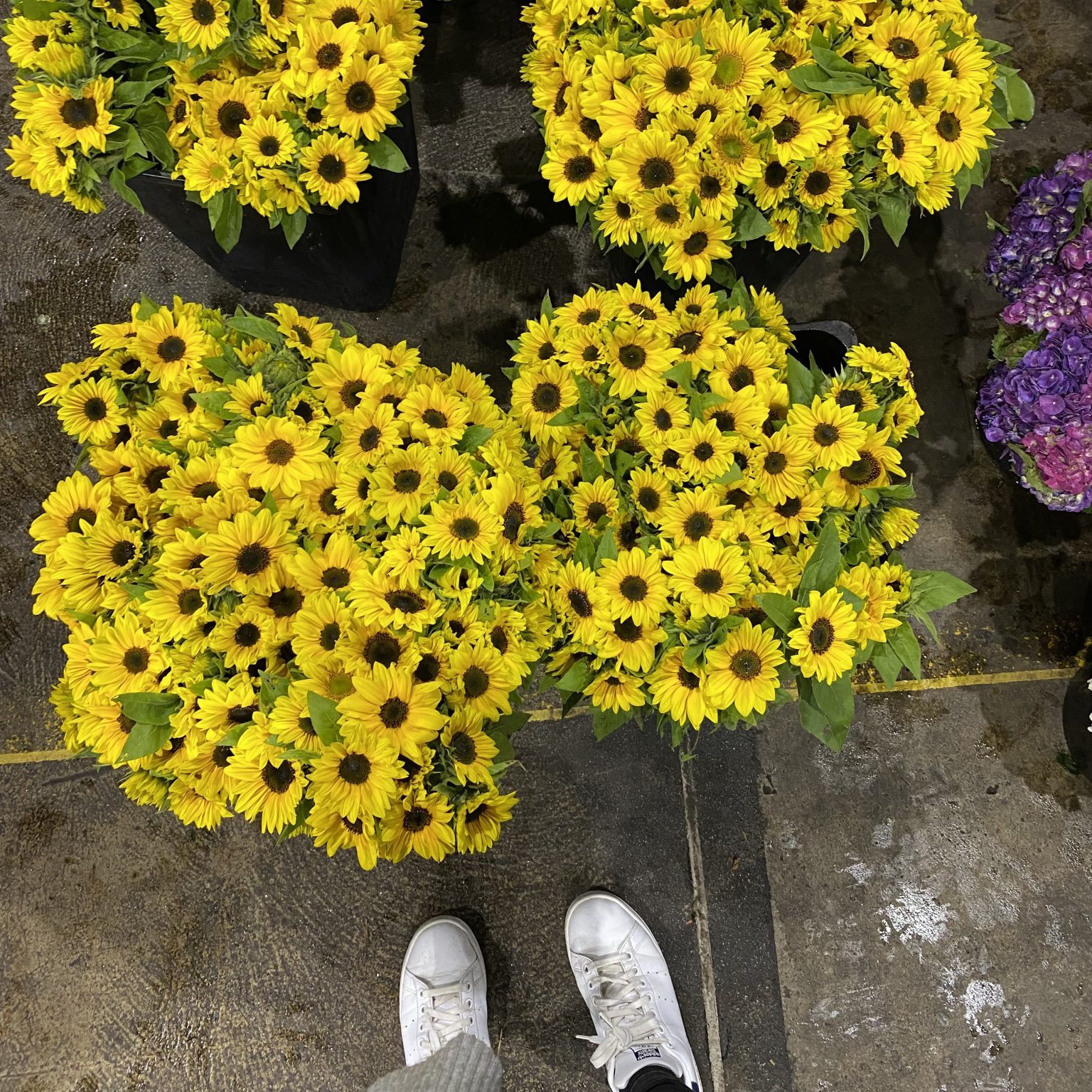 Sunflower Delivery Sydney | Bright, Bold Bunches Daily
